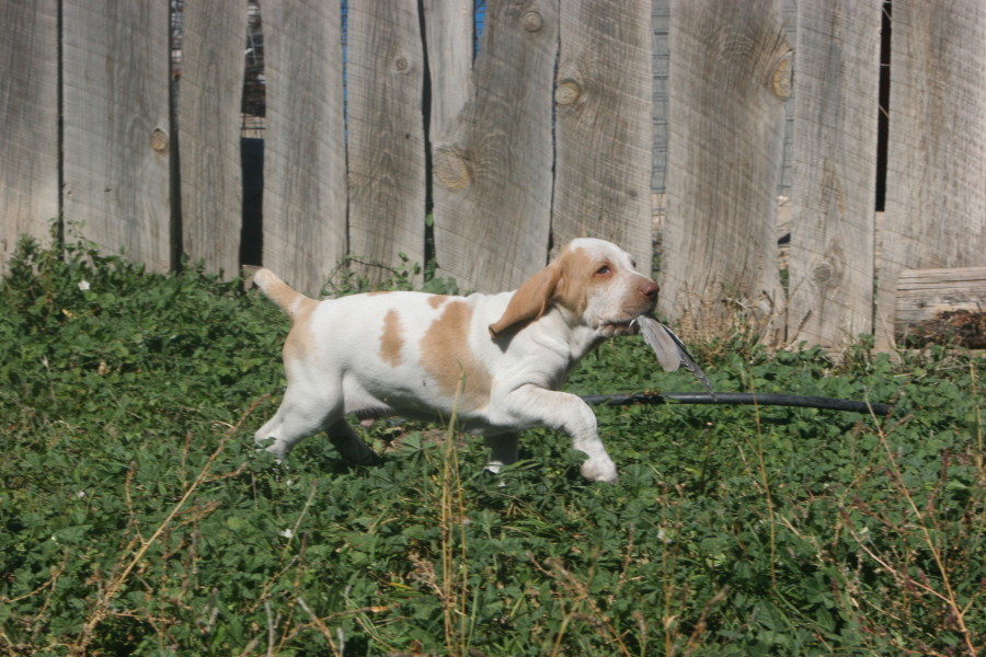 Bracco Italiano Hunting Dogs, Cerca Trova Canile