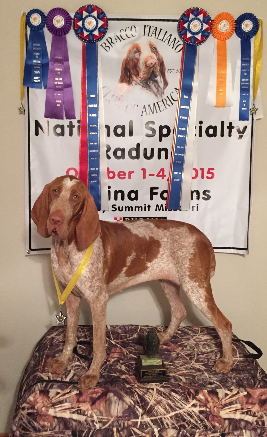 Bracco Italiano Hunting Dogs, Cerca Trova Canile