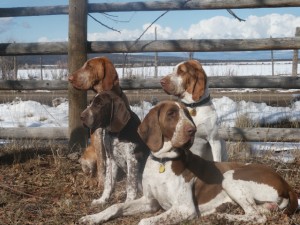 Bracco Italiano Hunting Dogs, Cerca Trova Canile